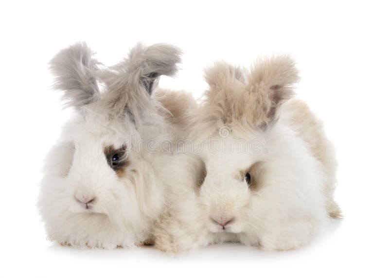 English Angora Rabbits Stock Photos - Free & Royalty-Free Stock Photos ...