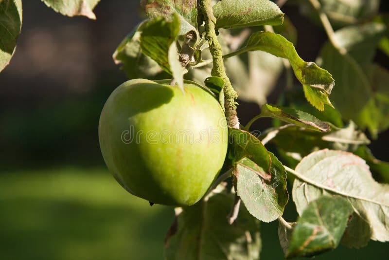 English Apple stock image. Image of tree, english, fruits - 23747337