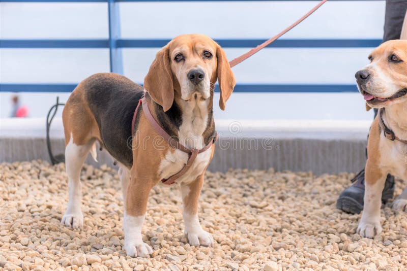 English Beagle Dog stock photo. Image of hunting, pedigreed - 91924056