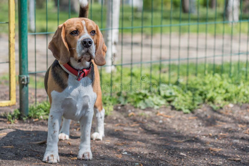 English Beagle Dog stock photo. Image of vital, pedigreed - 91924064
