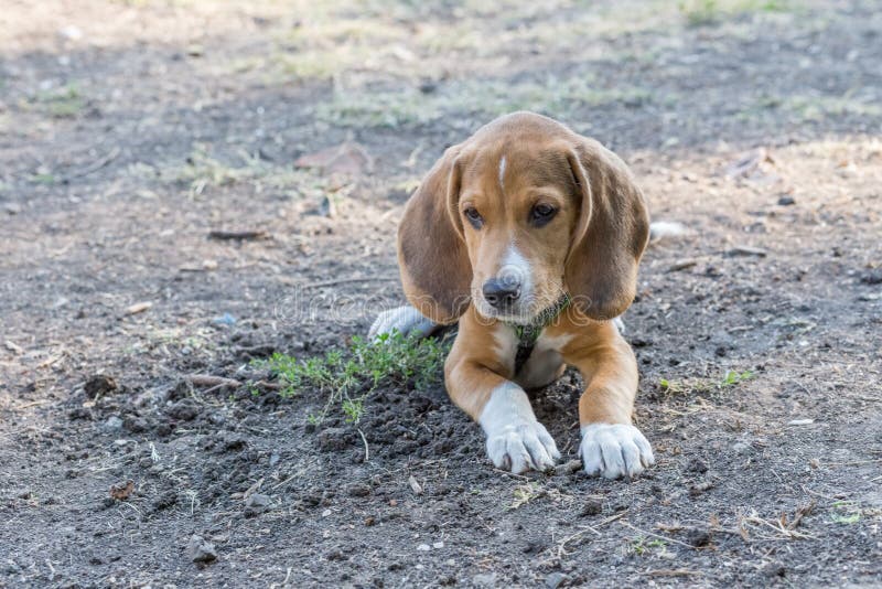 English Beagle Dog stock image. Image of young, portrait - 91924073