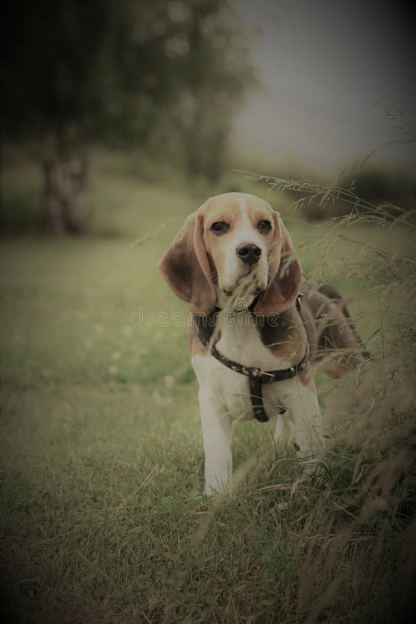 English Beagle Dog stock photo. Image of mammal, animals - 91924086