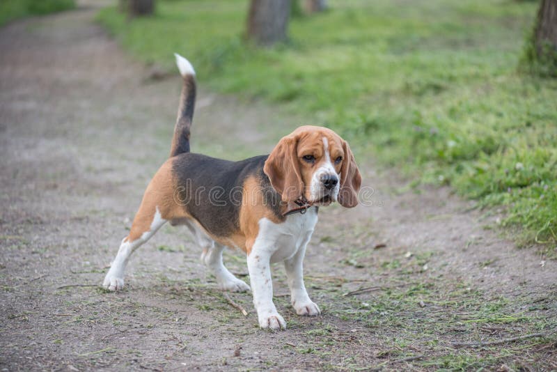 English Beagle Dog stock image. Image of puppy, beautiful - 91924097