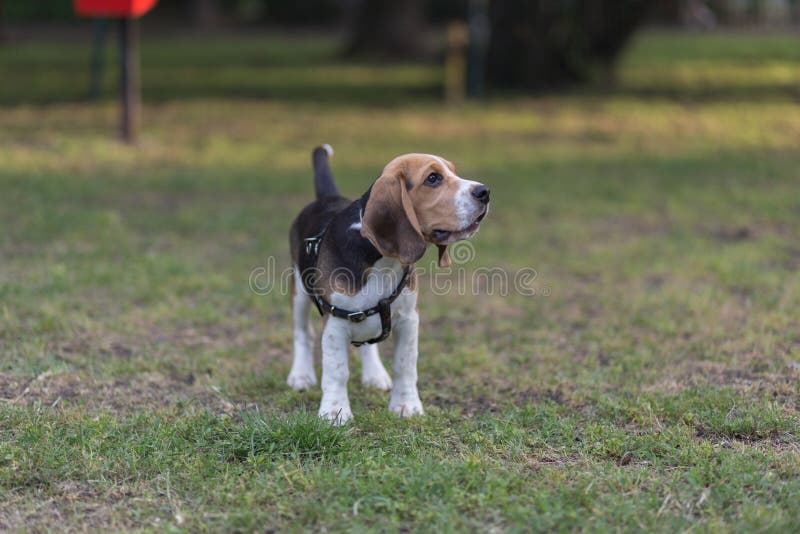 English Beagle Dog stock image. Image of animals, cheerful - 91924119