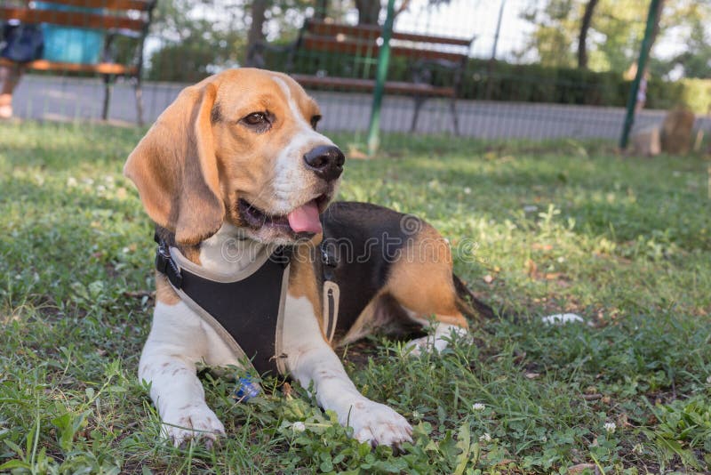 English Beagle Dog stock photo. Image of friend, pedigree - 91924124
