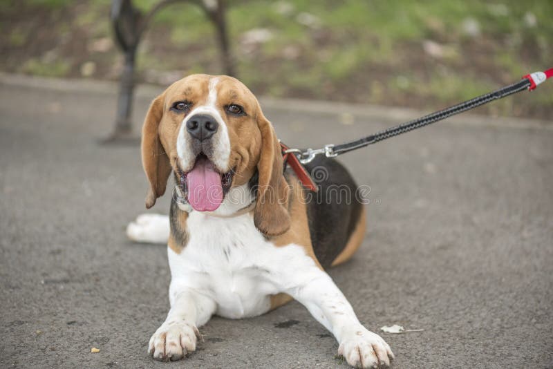 English Beagle Dog stock image. Image of happy, breed - 91924137