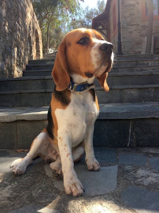 English Beagle Dog stock image. Image of pedigreed, purebred - 91924165