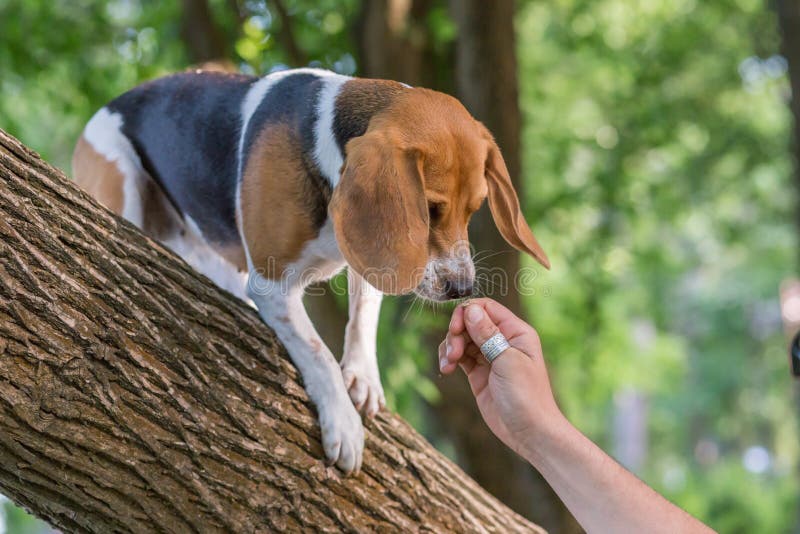 English Beagle Dog stock photo. Image of adorable, young - 91924182