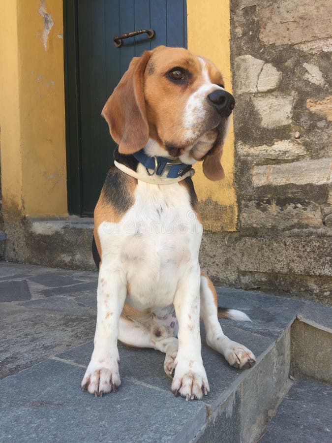 English Beagle Dog stock photo. Image of nature, purebred - 91924228