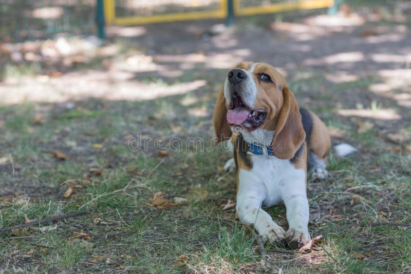 English Beagle Dog stock image. Image of pedigreed, friend - 91924235