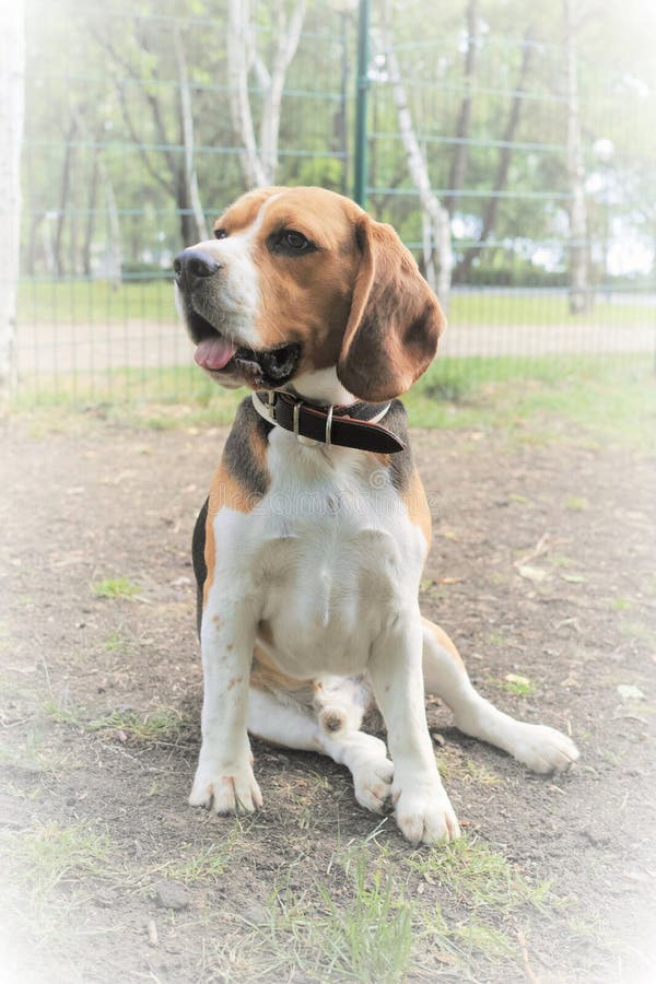 English Beagle Dog stock photo. Image of nature, adorable - 91924244