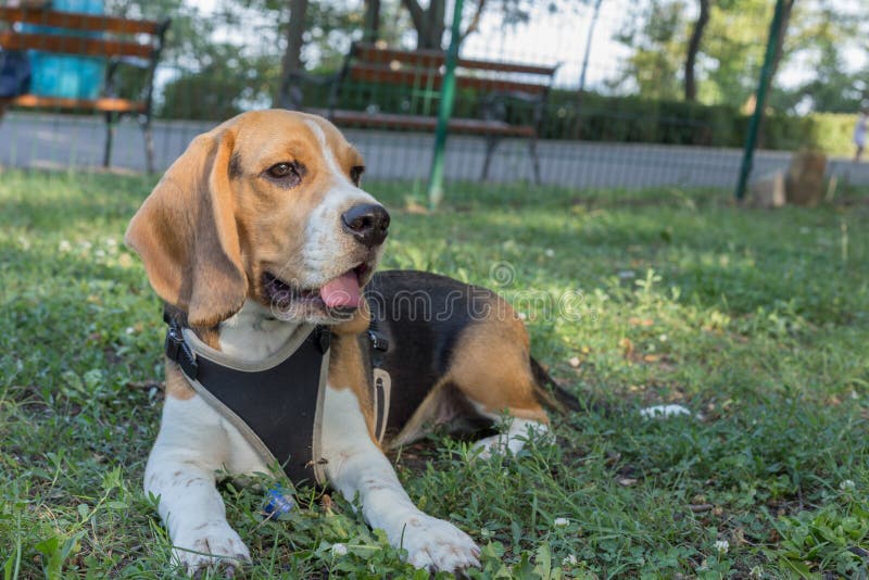 English Beagle - Breed of the Hunting Hounds of Dogs Stock Image ...
