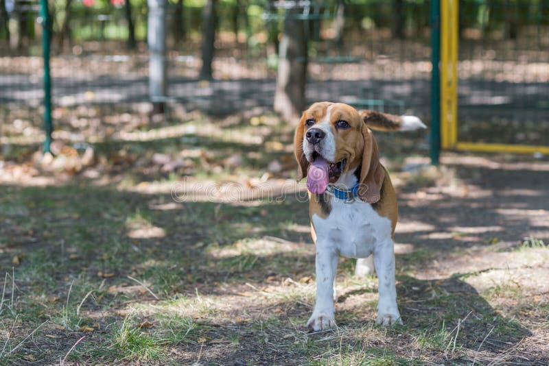 English Beagle Dog stock image. Image of adorable, portrait - 91924267
