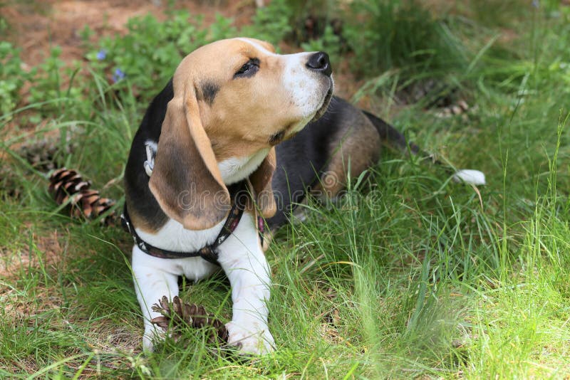 English Beagle Dog stock image. Image of animal, hunting - 91924289