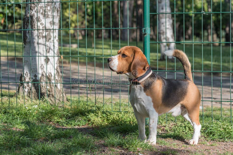 English Beagle Dog stock photo. Image of outdoor, pedigree - 91924304