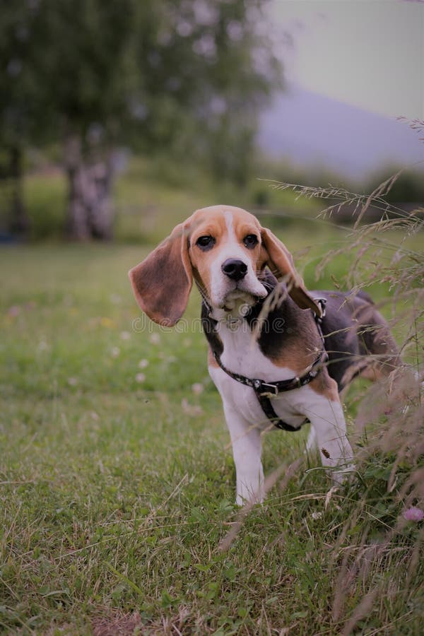 English Beagle Dog stock image. Image of portrait, beautiful - 91924349