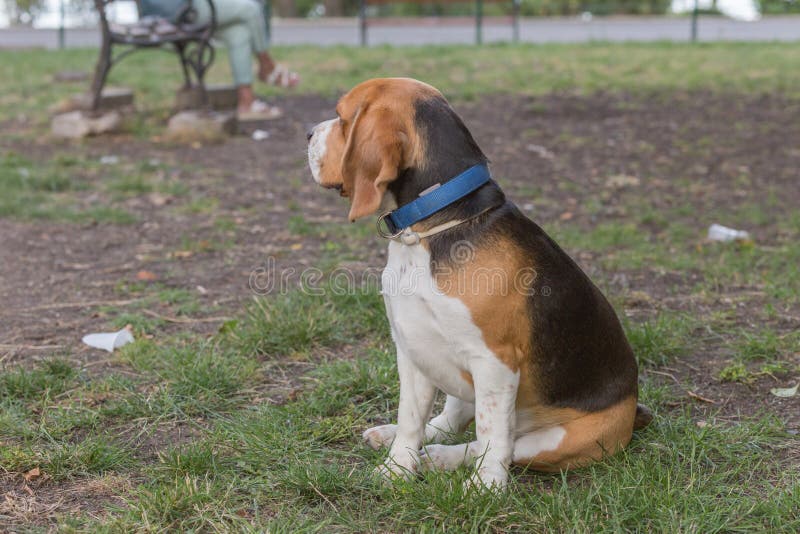 English Beagle Dog stock image. Image of mammal, life - 91924425