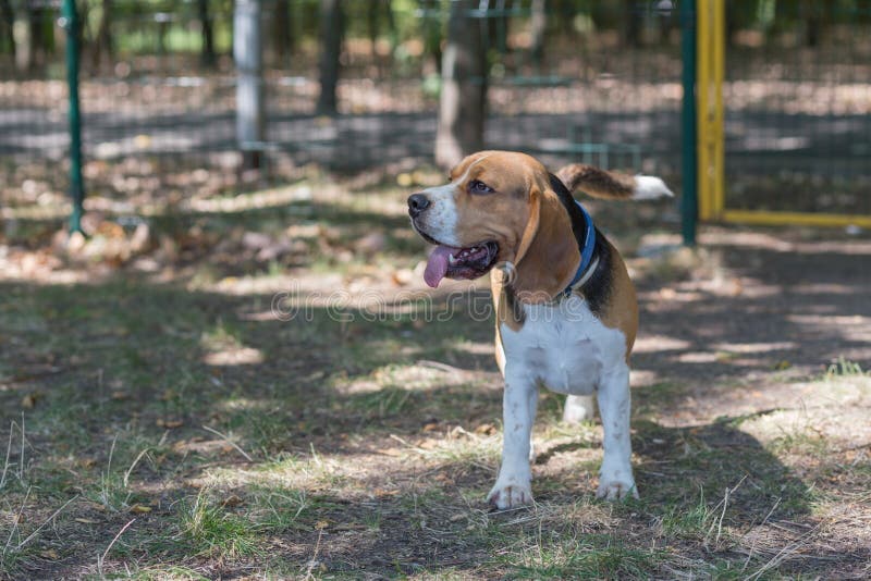 English Beagle Dog stock photo. Image of purebred, canine - 91924434