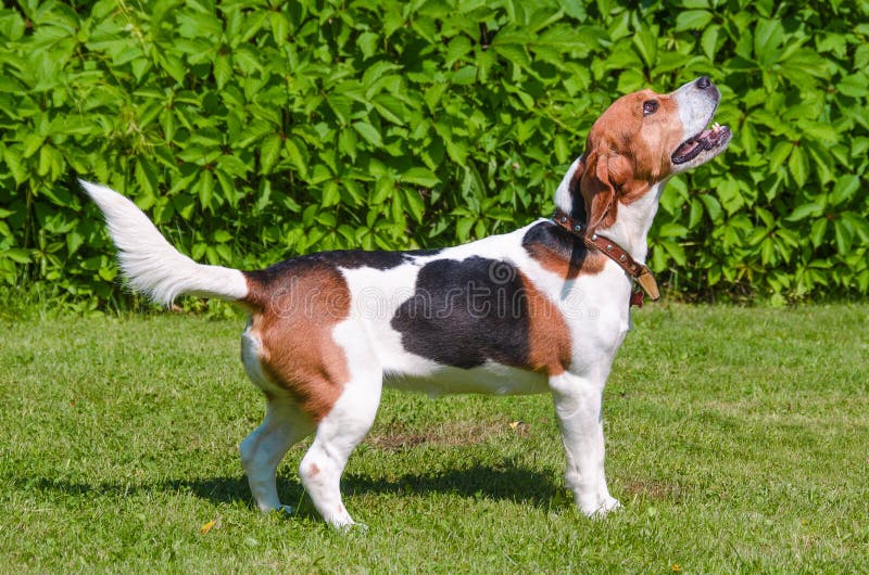English Beagle - Breed of the Hunting Hounds of Dogs Stock Image ...