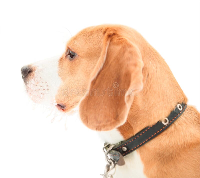 English Beagle Puppy Portrait on White Background, Isolate Stock Photo ...