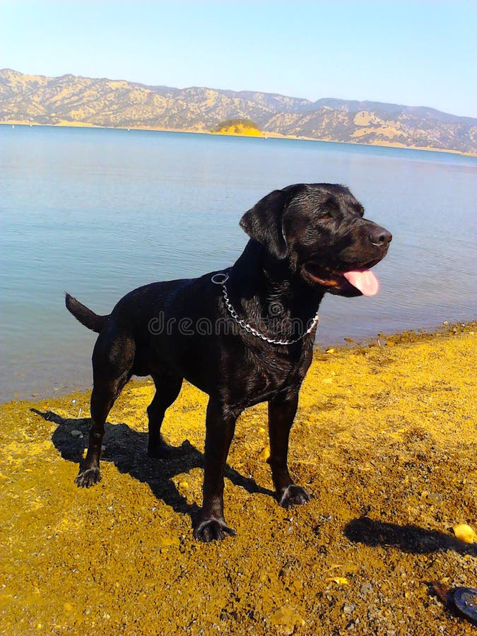 English Black Lab stock photo. Image of male, english - 168255150