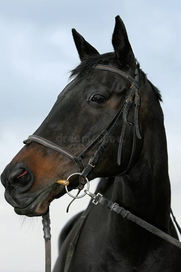 English thoroughbred horse stock photo. Image of horse - 15918050