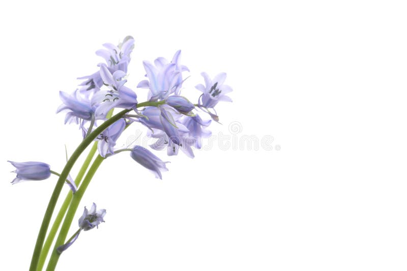 English Bluebell White Background Photos - Free & Royalty-Free Stock ...