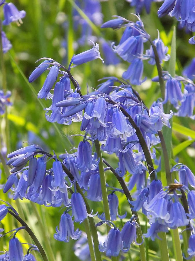English Bluebells - Hyacinthoides Non-scripta Stock Image - Image of ...