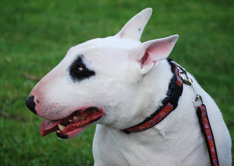 English bull terrier stock image. Image of white, leash - 9787795