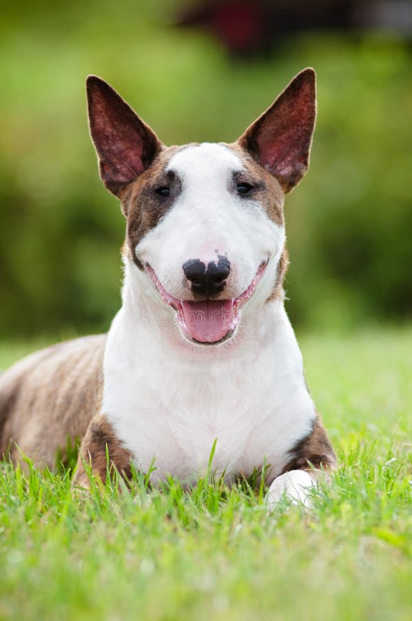 English Bull Terrier Dog Outdoors Stock Image - Image of animals ...