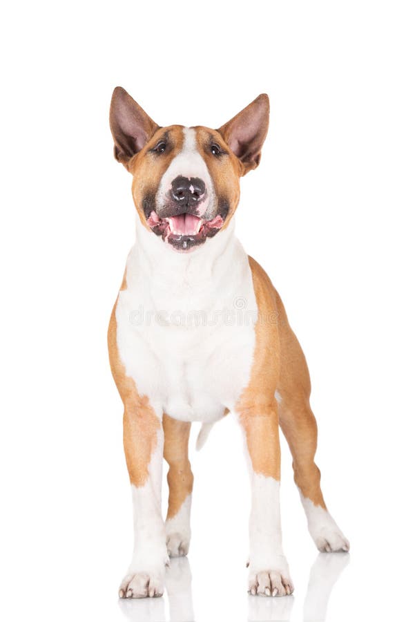 Dog begging for treat stock image. Image of cookie, pedigree - 6796153