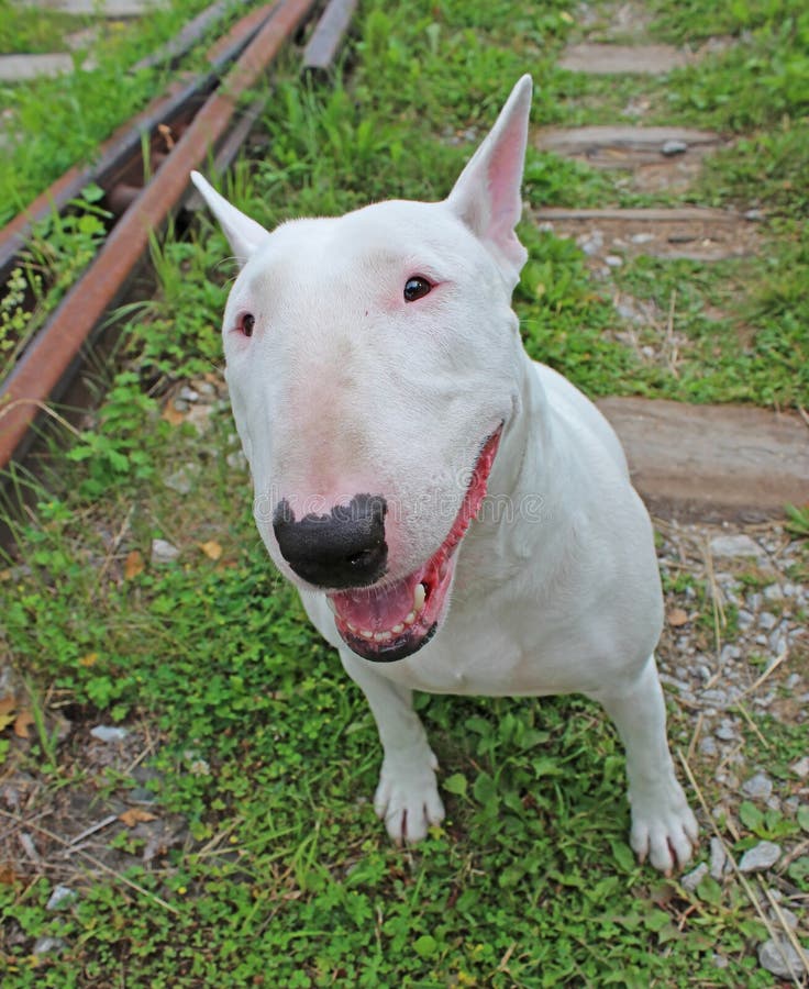 English bull Terrier stock photo. Image of outdoors, bull - 64781390