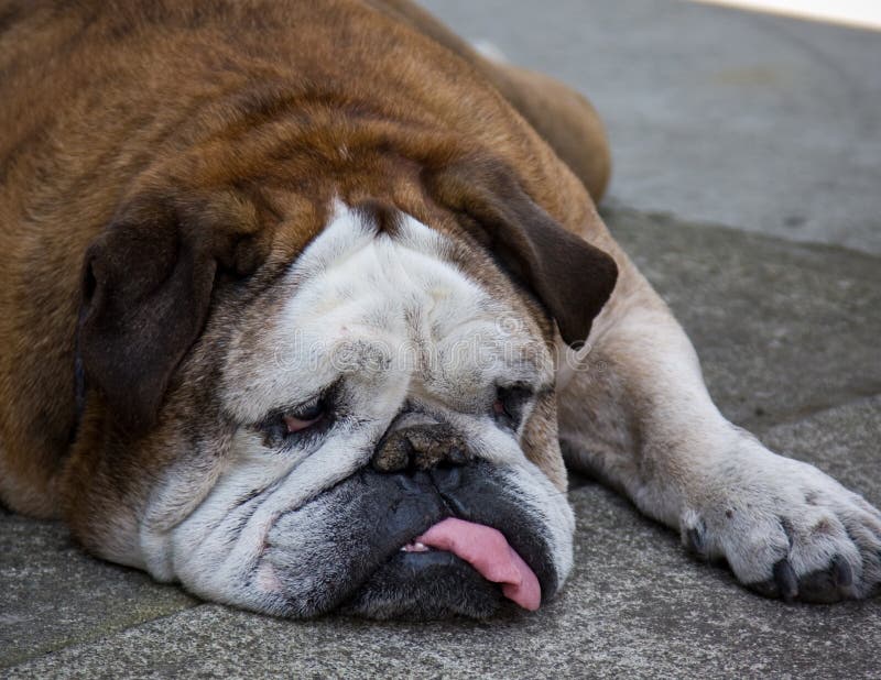 Sad English Bulldog Laying Down Stock Photos - Free & Royalty-Free ...