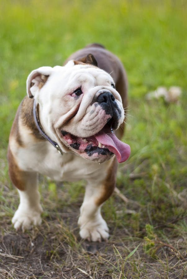 English bulldog stock photo. Image of friendship, brown - 14140774