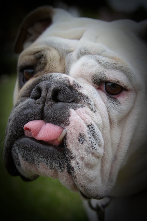 English Bulldog stock photo. Image of hair, bulldog, face - 14837794