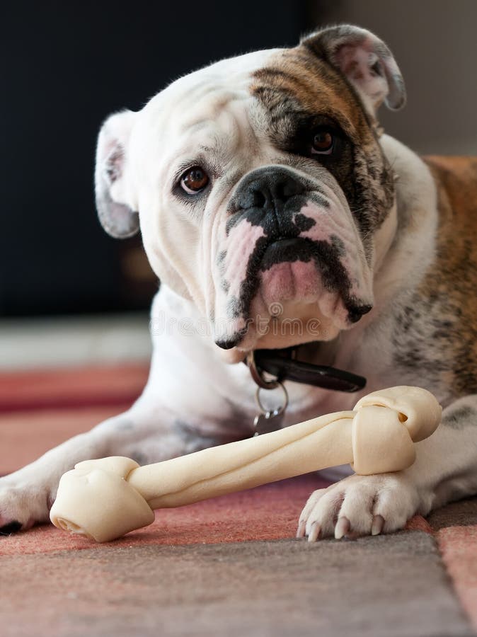 Can You Give Bulldogs Bones