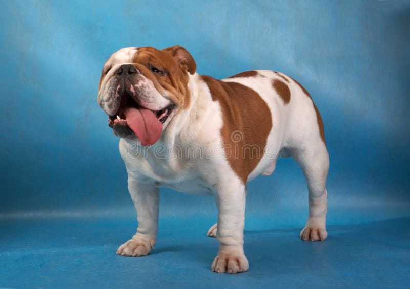 Dog Wearing Winter Hat and Boots Stock Photo - Image of color, english ...