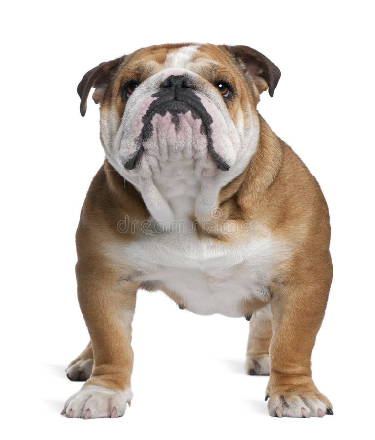 English bulldog stock photo. Image of standing, looking - 19199784