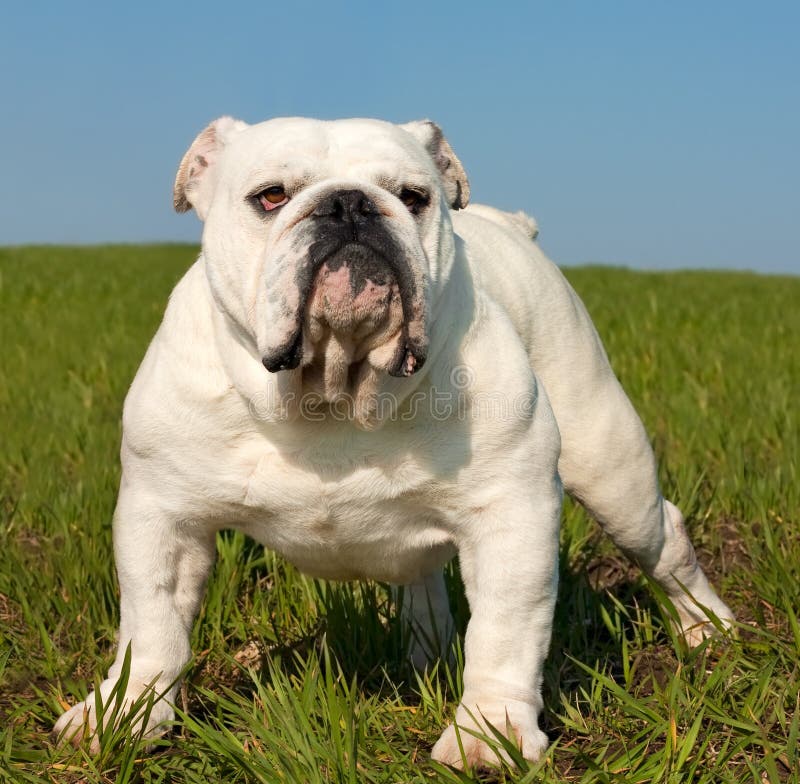 How Big Is A Full Grown English Bulldog