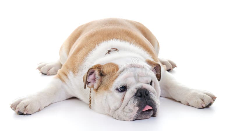 Happy Lazy Dog Bulldog on a Sofa Stock Image - Image of animal, making ...