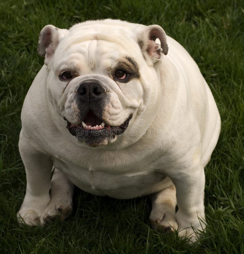 Bulldog Picture. Image: 1215498