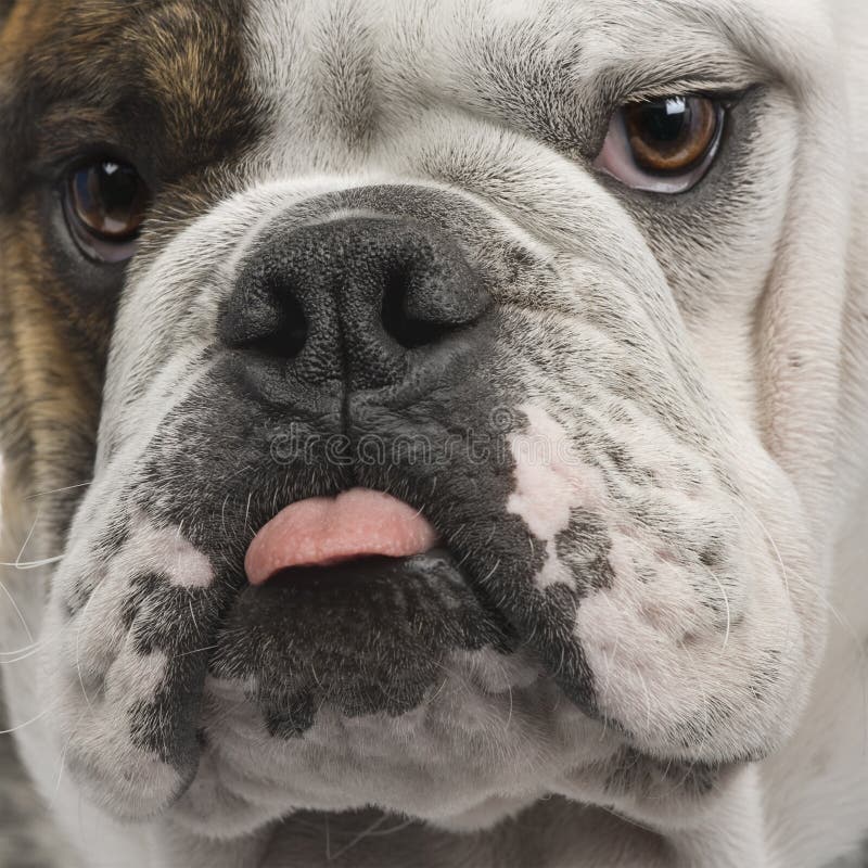 Bulldog is Patiently with Toad on His Head Stock Photo - Image of frog ...