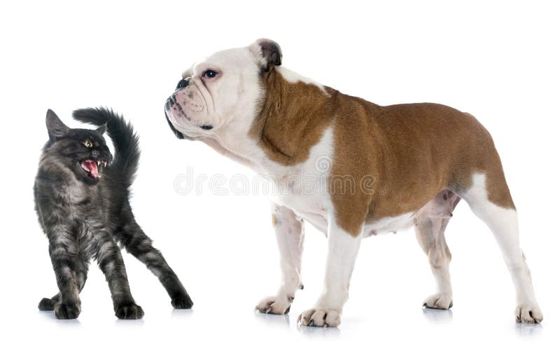 English Bulldog and Angry Cat Stock Photo - Image of teeth, adult: 60903800