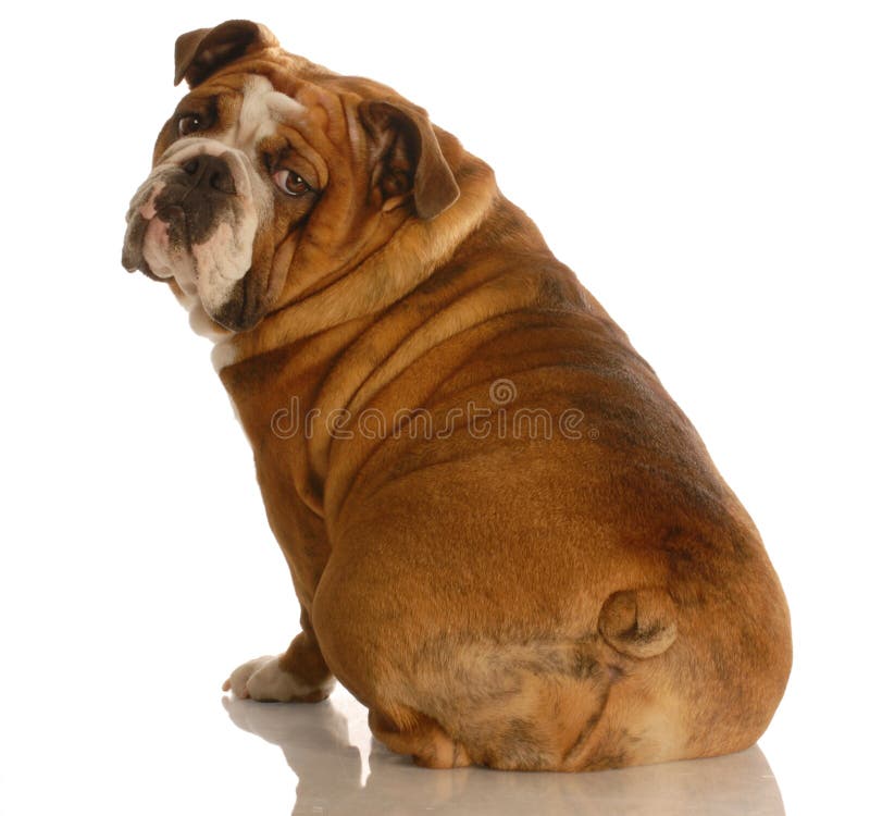 English Bulldog from the Back Stock Image - Image of funny, derriere ...