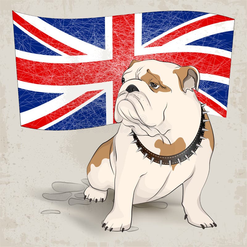 English Bulldog British Flag Stock Illustration - Illustration of ...