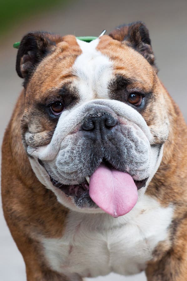 English Bulldog or British Bulldog Stock Photo - Image of britain ...