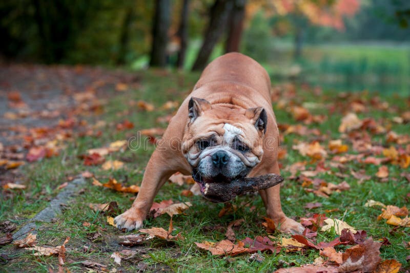 English Bulldog Dog Playing with Branch. Stock Photo - Image of puppy ...
