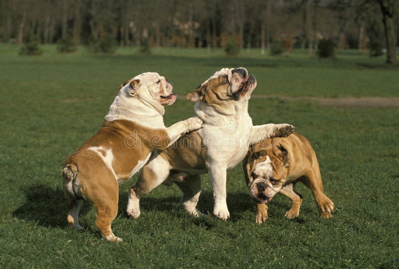 English Bulldog, Dogs Playing on Grass Stock Photo - Image of grass ...
