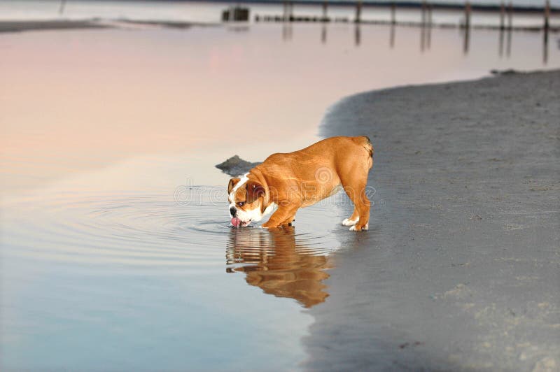 English Bulldog Puppy Eating Spaghetti Stock Image - Image of spaghetti ...