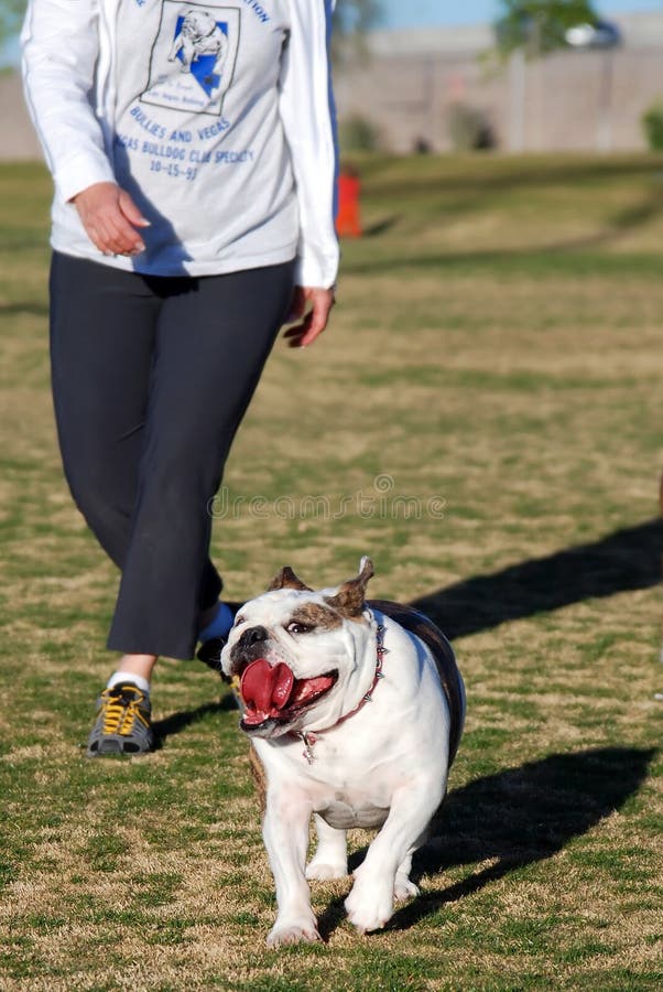 English Bulldog Exercise stock photo. Image of breed, friend - 9494668